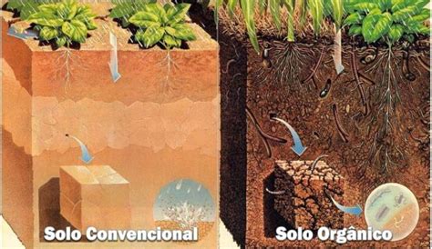Plantio Convencional Ou Plantio Direto Qual é O Melhor