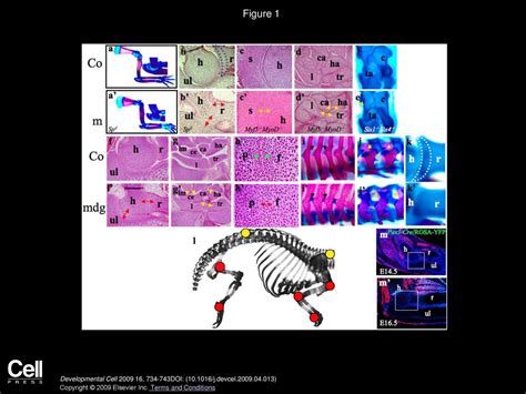 Muscle Contraction Is Necessary To Maintain Joint Progenitor Cell Fate Ppt Download