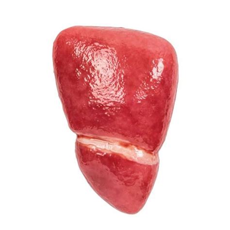 Liver W Gallbladder 1025971 Stops Medical Lvr Simulators 3b