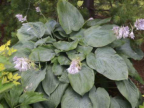 Hosta Empress Wu
