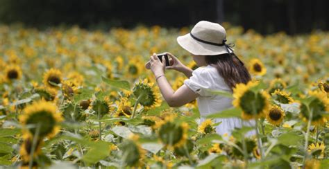 大暑节气闵行这个公园18000株向日葵花海花开正艳游客顶着烈日观赏 腾讯新闻