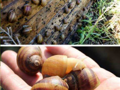 Gsfa საქართველოს ლოკოკინის მწარმოებელთა ასოციაცია