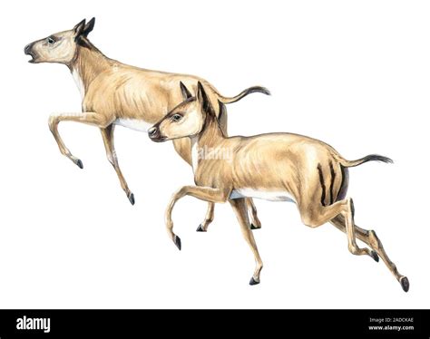 Prehistoric Antelope
