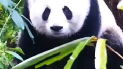 20241224 和叶都舍不得吵醒花花，动作轻轻的，真爱就请不要大声喊叫大熊猫和叶 大熊猫和花 大熊猫和花和叶 国宝不愧是国宝 素材来源：ipanda Youtube