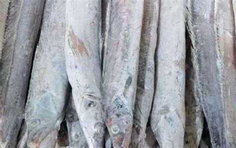 刀鱼和带鱼是一种鱼吗？ 酷钓鱼