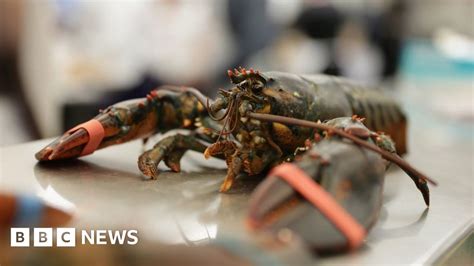 Lobsters and crabs should not be boiled alive, say campaigners - BBC News