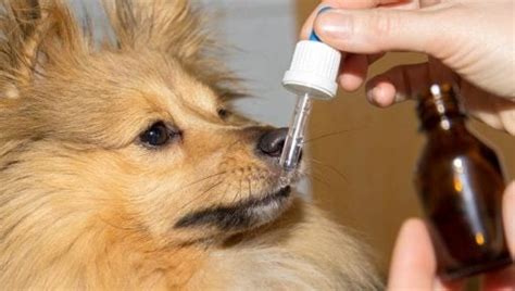 What To Give Dogs To Calm Them Down The Top 12