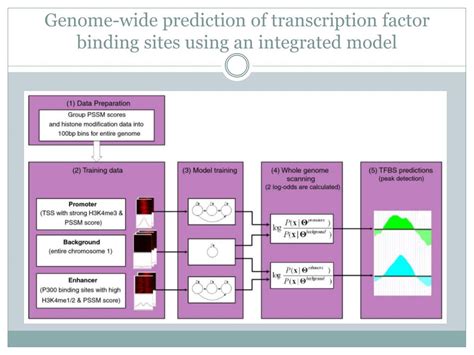 PPT Nucleosome Positioning Transcription Factor Identification PowerPoint Presentation ID