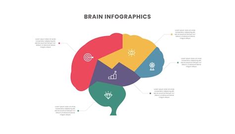 Infographie Du Cerveau Structure De Lanatomie Du Cerveau Humain Cinq