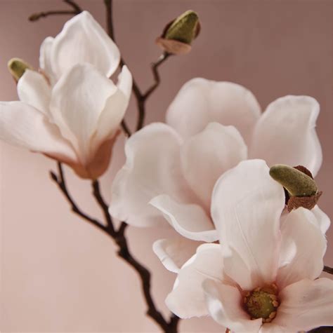 Floral Fragrances Thymes