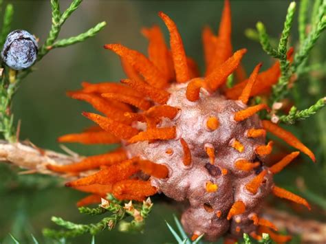 Cedar Apple Rust Disease How To Prevent Cedar Apple Rust On Apple Trees