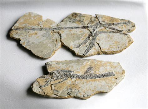 Fake Chinese Dromaeosaur Is It Real How To Recognize Fossil