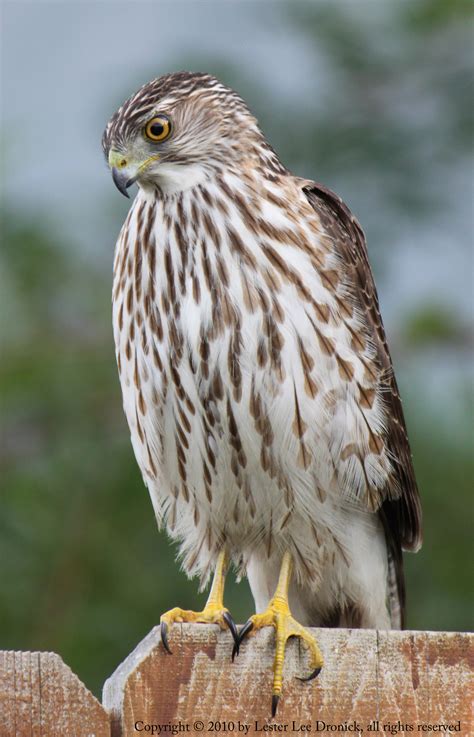 Cooper S Hawk