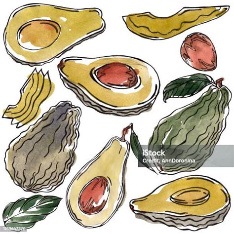 야채 아보카도 수채화 라인 래스터 건강한 생활방식에 대한 스톡 벡터 아트 및 기타 이미지 건강한 생활방식 농업 러시아 Istock
