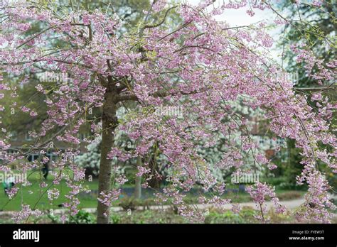 Prunus Subhirtella Pendula Plena Rosea Weeping Cherry Tree With Stock