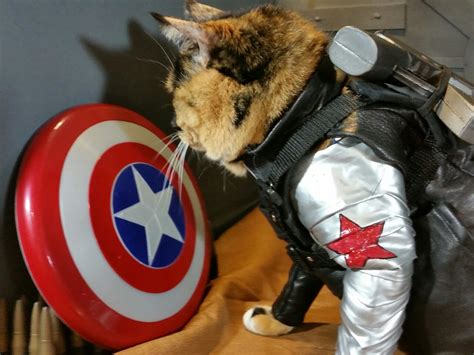 Cat Cosplay Of The Feline Variety — Cat Cosplay Five Years Ago I Was