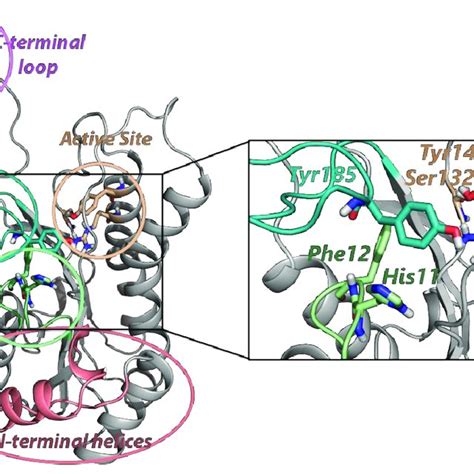 Halohydrin Dehalogenase Hhdh Distinct Structural Elements And Zoom Of