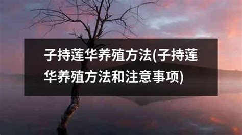 子持莲华养殖方法 子持莲华养殖方法和注意事项 养花经验