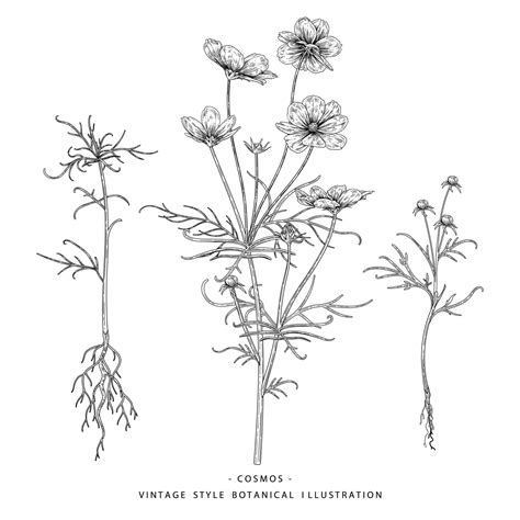 Cosmos Flower Hand Drawn Sketch Botanical Elements Illustrations