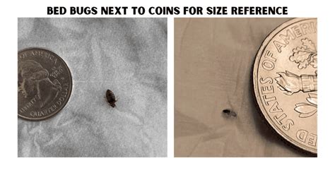 How Big Are Bed Bugs A Quick Guide To Their Size