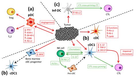 The Role Of Type 1 Conventional Dendritic Cells In Cancer Immunity