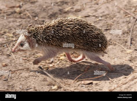 Four Toed Hedgehog Atelerix Albiventris Running Toubacouta Senegal