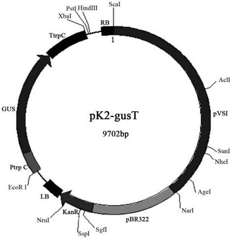 Method For Improving Beauveria Bassiana Conidiospore Yield And