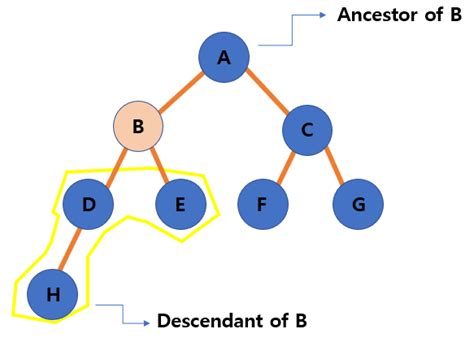 What Is A Tree Maratom S Study Blog