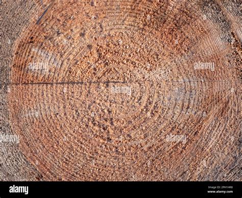 Tree Rings Saw Cut Tree Trunk Background Stock Photo Alamy