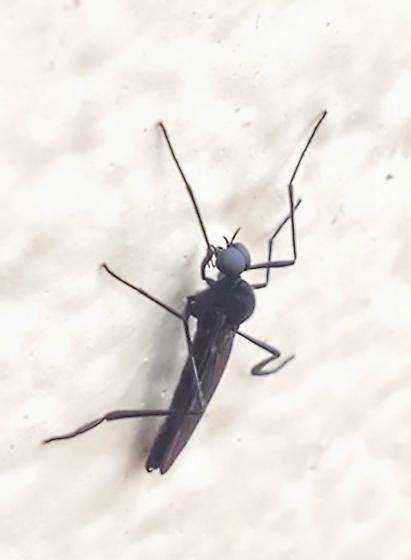Penthetria Sp Penthetria Heteroptera Bugguide Net