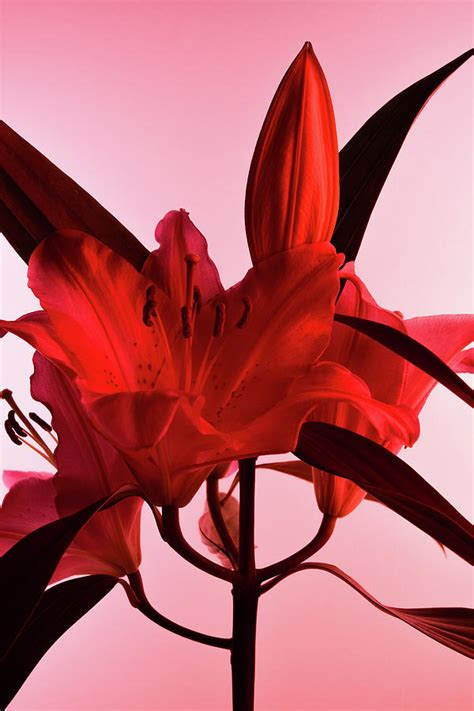 Red Lily Photograph by William Josephs Radford - Fine Art America