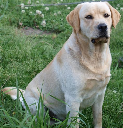 File Labrador Retriever Wikimedia Commons