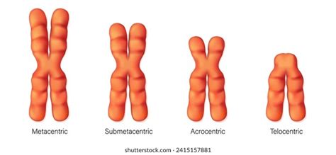 Structure Chromosome Types Vector Metacentric Submetacentric Stock