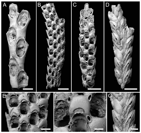 Branching Bryozoan Fossil