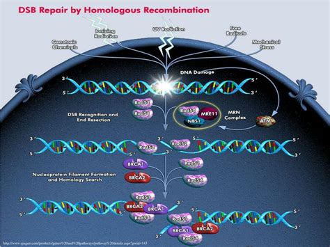 Ppt Homologous Recombination Powerpoint Presentation Free Download