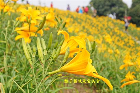 彰化旅遊賞花景點【虎山巖金針花】2020花壇金針花季滿山金黃花海中部金針花最新花況 豔子藤就是愛美食 Udn部落格