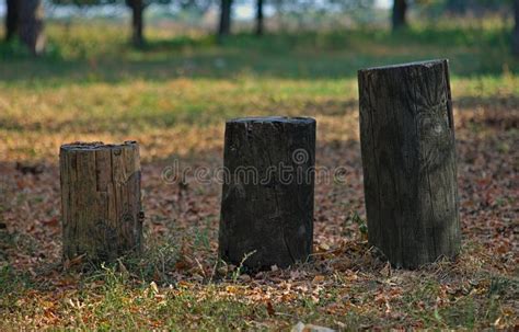 Three Different Size Tree Trunks In An Autumn Park Stock Image Image Of Brown Stack