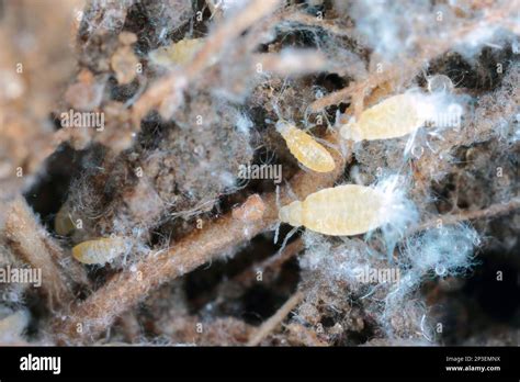Sugar Beet Root Aphid Beet Root Aphid Pemphigus Fuscicornis A Species Of Aphids A Pest Of