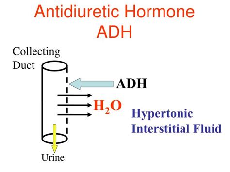 Ppt Antidiuretic Hormone Adh Powerpoint Presentation Id147766