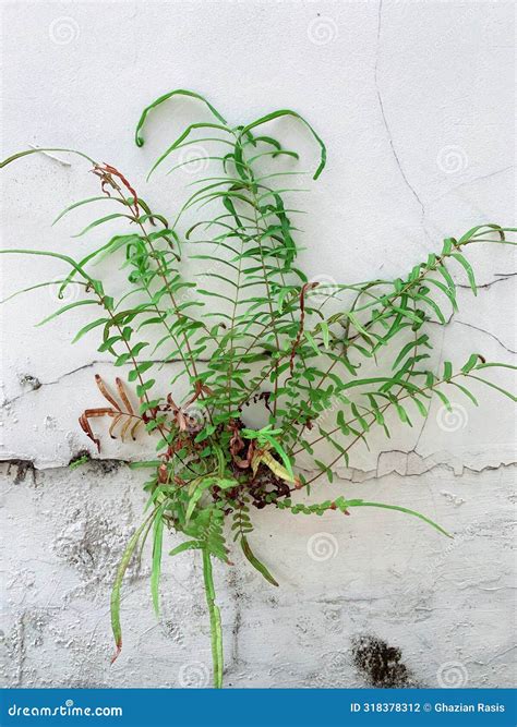 Wild Plants That Grow On The Walls Of The Yard Stock Photo Image Of
