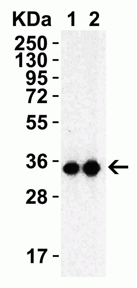 Sars Cov 2 Covid 19 3cl Pro Nsp5 Antibody Cat No9153 Prosci