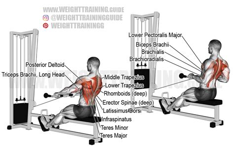Seated Row Muscles