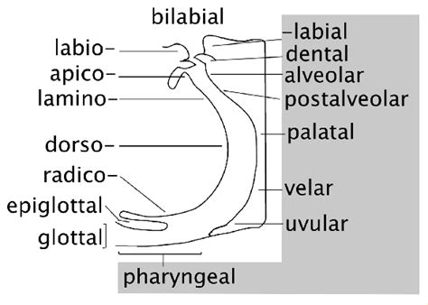 Schematic Of Vocal Tract Showing Terminology Used To Indicate Place Of