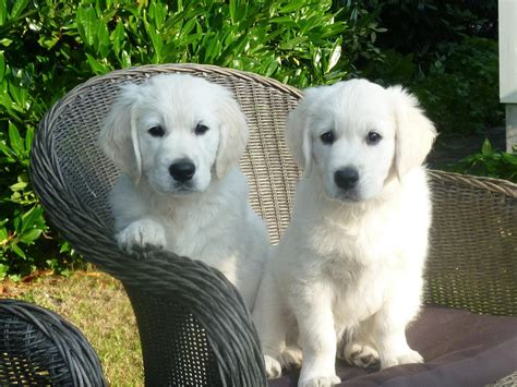 Golden Retriever Aussehen Charakter Haltung Markt De