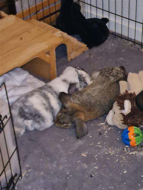 Bunny Cuddles Rrabbits