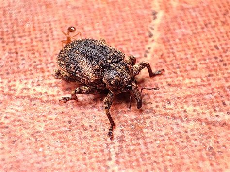 Guys Guys I Had My First Weevil Encounter And I Had No Idea After