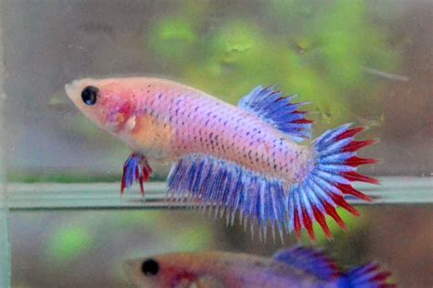 Female Crowntail Betta Aquatic Village