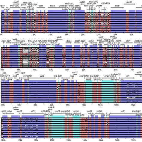 sequence alignment of twelve cp genomes performed with mvista using