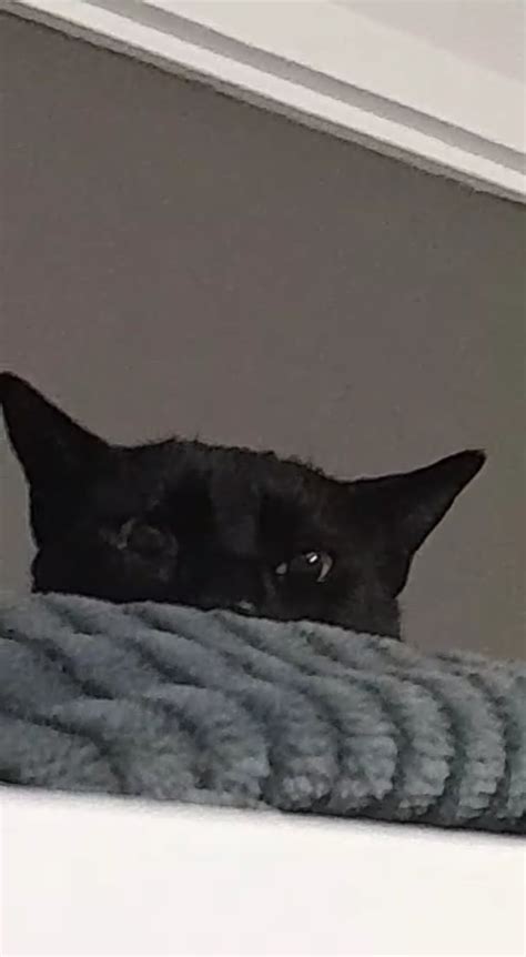 My Friends Cat Rdisneyeyes