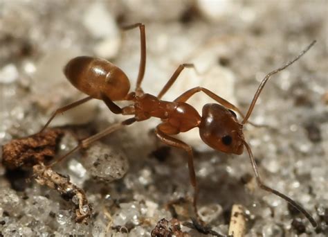 12 Types Of Ants Found In South Carolina Bird Watching Hq
